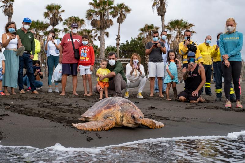 El Cabildo de Gran Canaria libera la tortuga de mayor tamaño recuperada ...