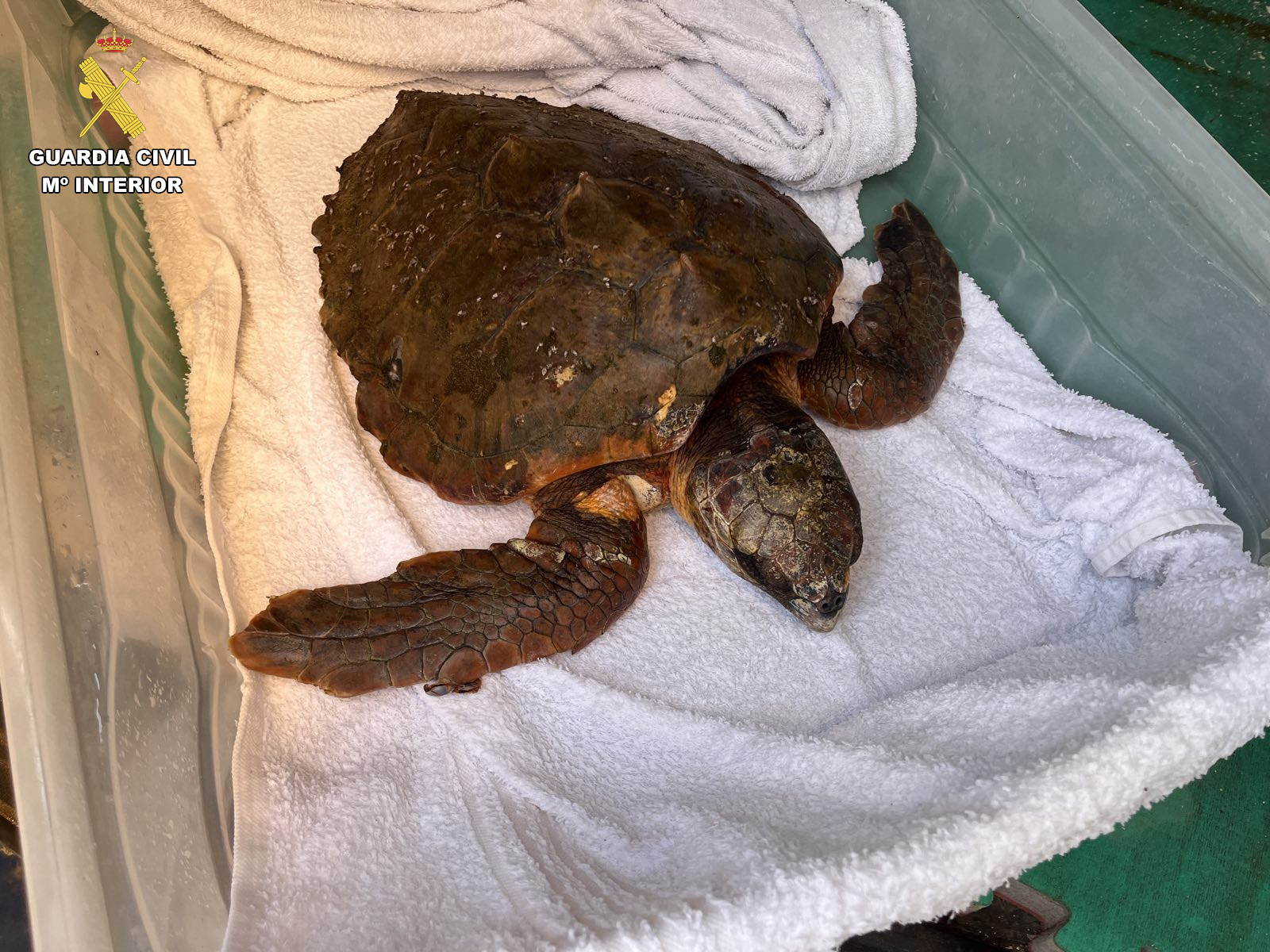 El SEPRONA salva una Tortuga Boba en peligro por falta de movilidad ...